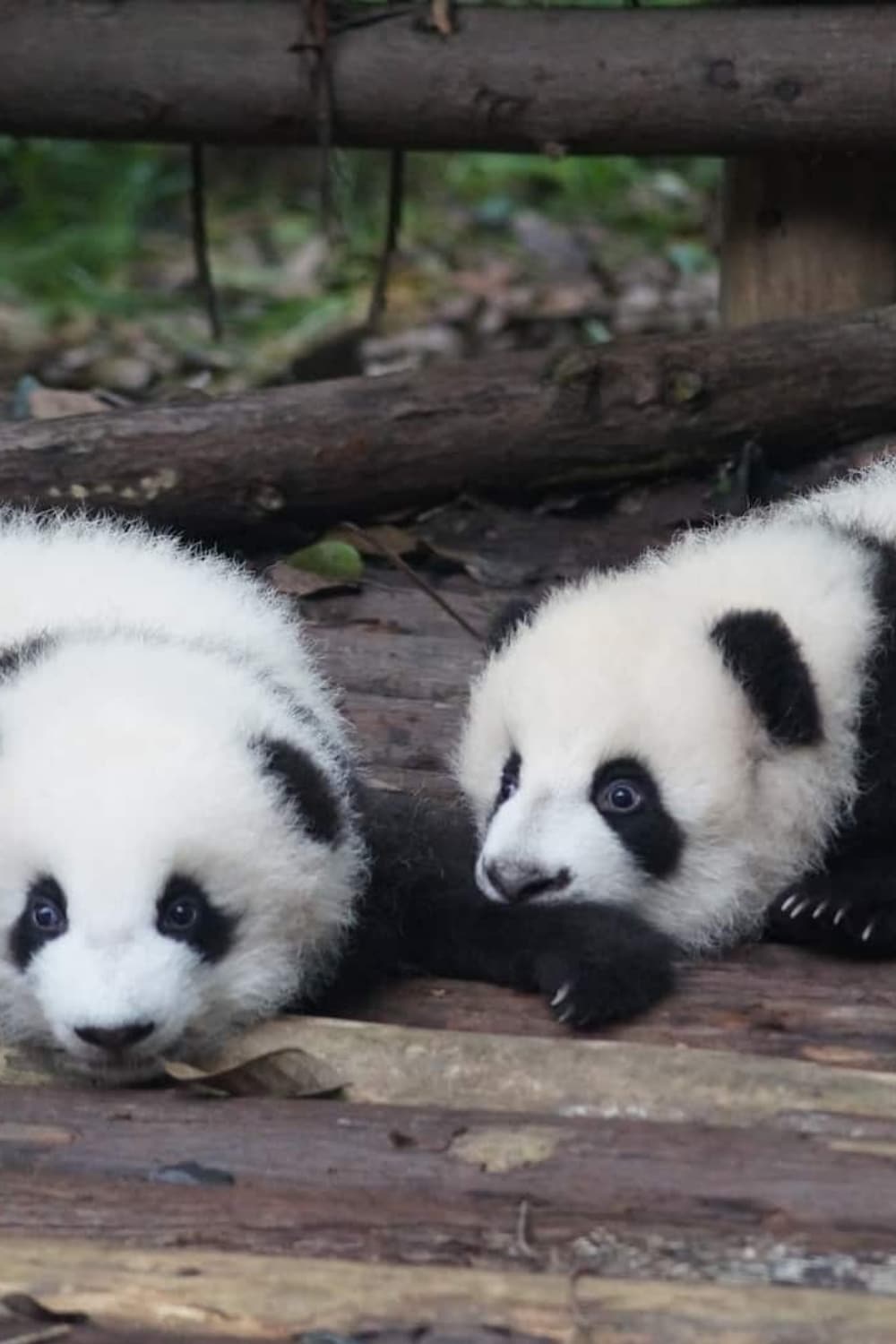 free giant panda coloring pages
